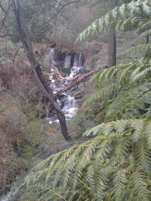 King Fern Todea barbara relic population in South Australia
