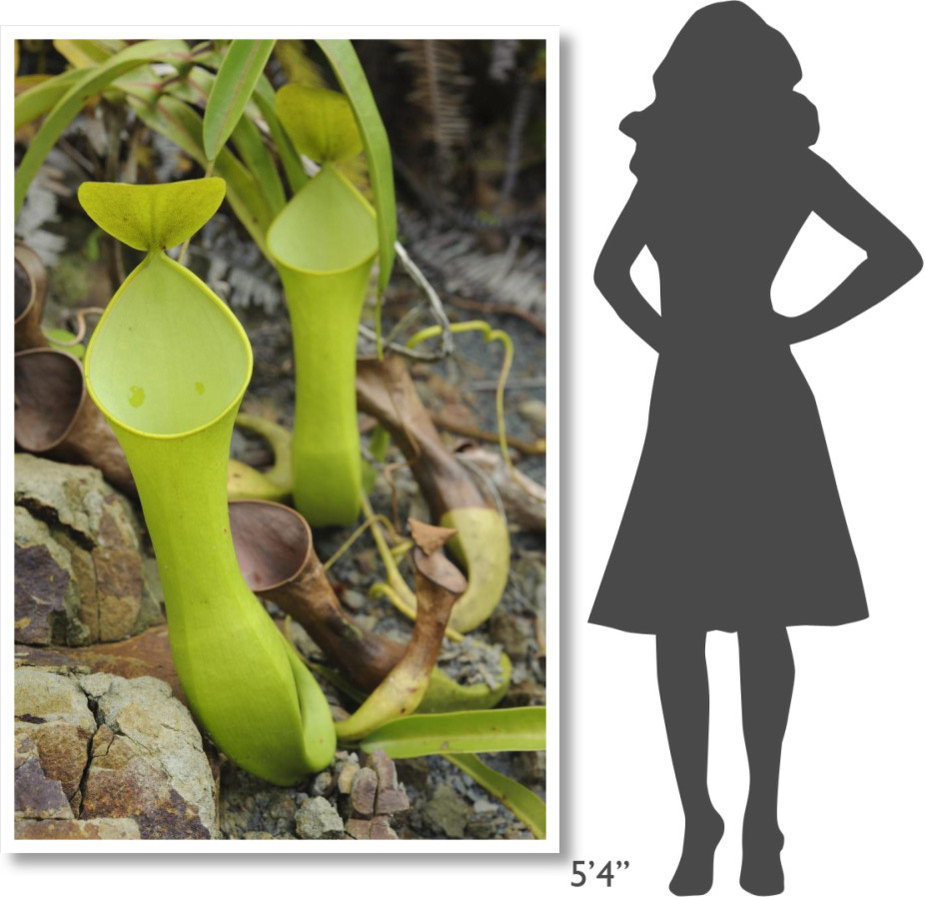 "Reinwardt's Pitcher Plant pitchers, Sarawak, Borneo" Paper Art, 14"x20 ...