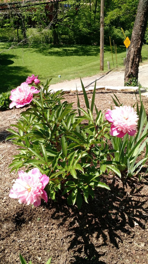 Peony ID?