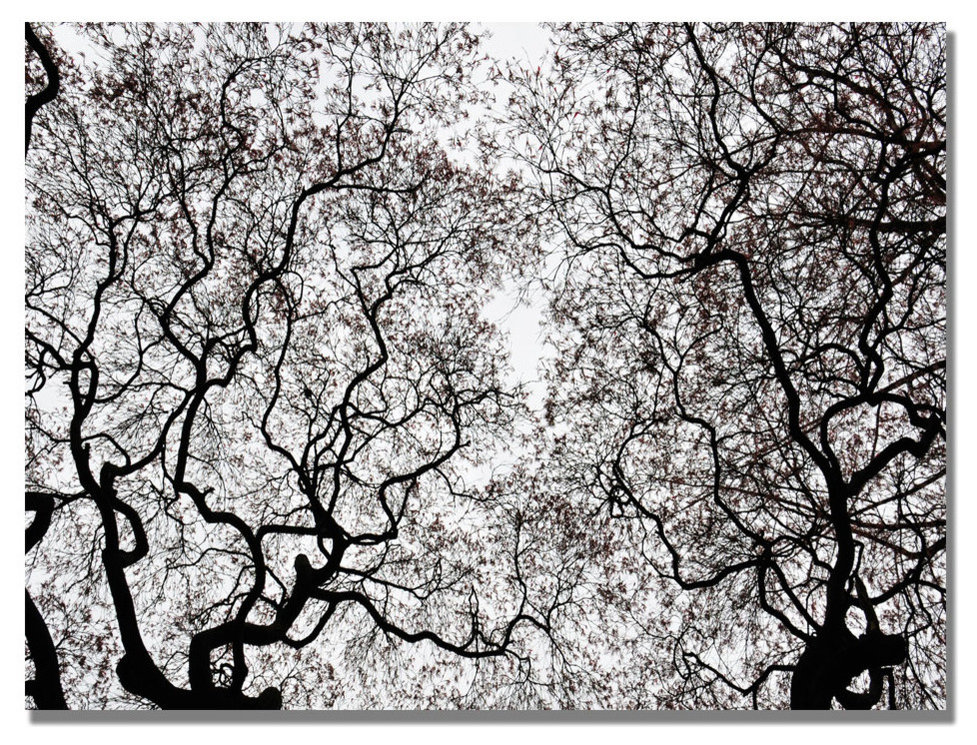 'Japanese Maple Spring Abstract' Canvas Art by Kurt Shaffer, 22" x 32 ...