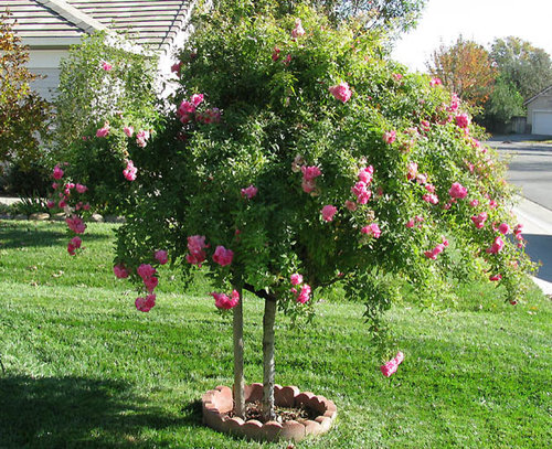 China Doll tree in fall
