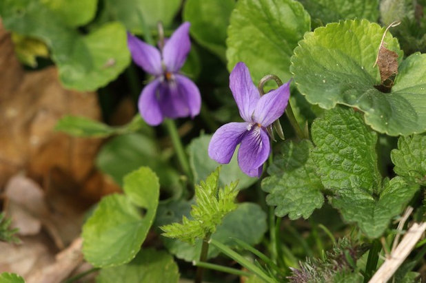 Spring Is the Season for Sweet Violets