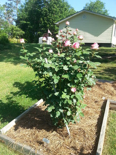 Growing Roses in Florida