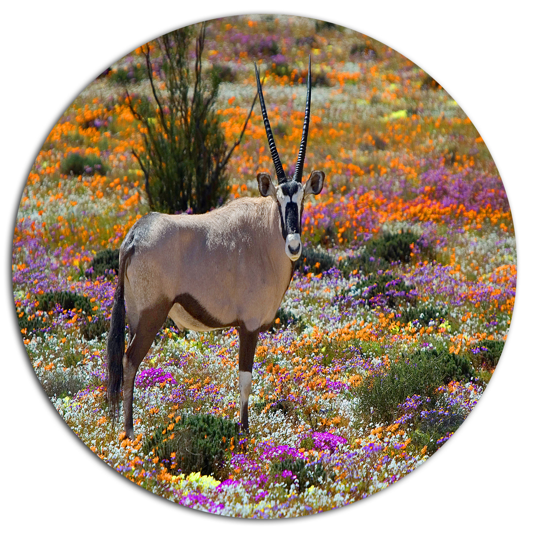 Beautiful Oryx In Flower Field, African Disc Metal Artwork, Disc of 11 ...