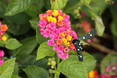 Oleander Wasp Moth