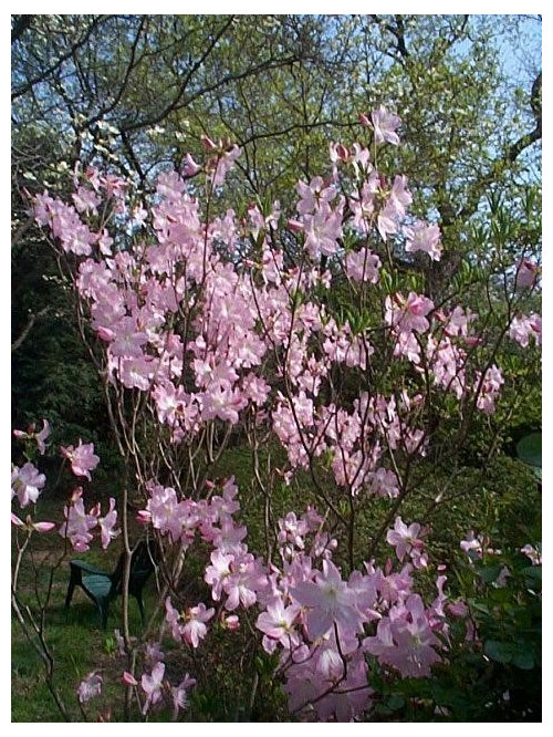 Early deciduous Azalea