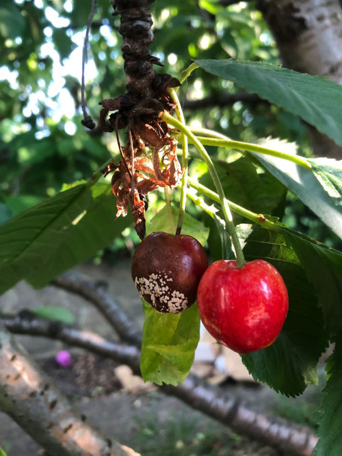 30 year old cherry tree ruined!!