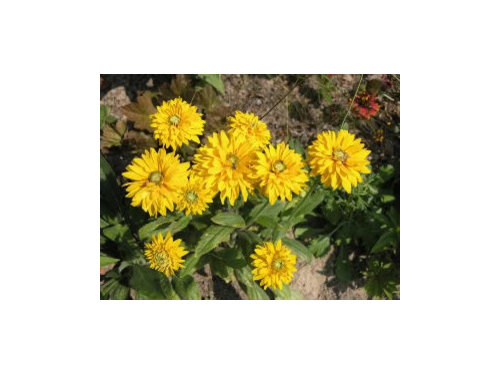 new: Color of the month for May - Yellow!