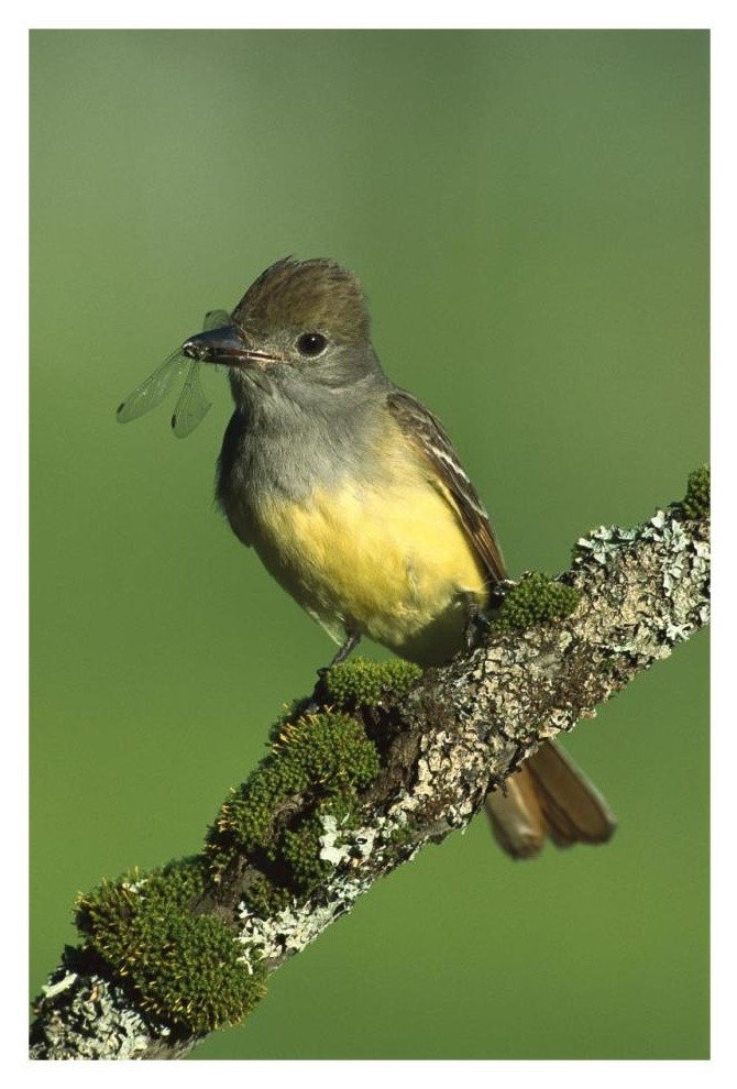 "Great Crested Flycatcher with insect, Adirondack Mountains" Paper Art ...