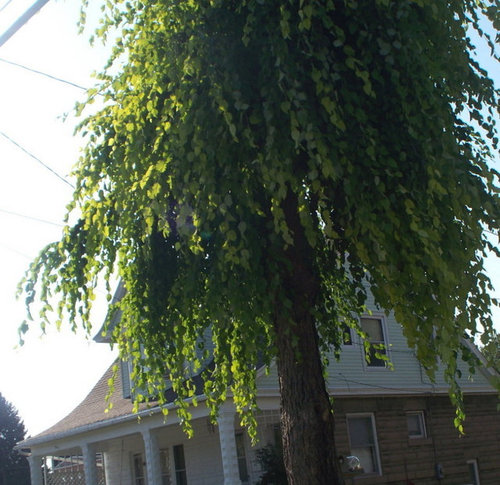 what type of tree is this with dangling leaves