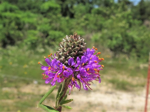 Dalea compacta (Compact Prairie Clover)