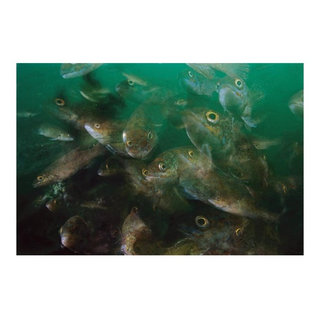 "Cunner fish, multiexposed 16x, Nova Scotia, Canada" Paper Art, 20"x14 ...