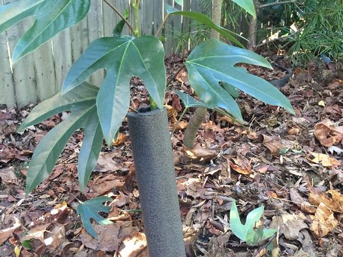 $2 for a 6 foot section -- easy young tree protection