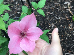 2019 Clem flower show