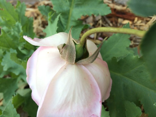 Botrytis Blight in rose