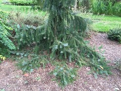 Picea Omorika Gotelli Weeping