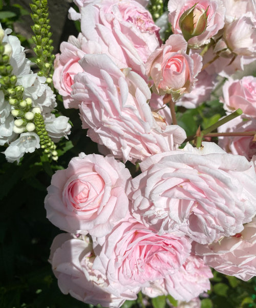 OUR ROSE PHOTOS FROM BEST NURSERIES TO ORDER FROM | Houzz Forum
