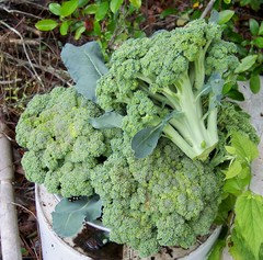 Broccoli cultivars for central ohio z6a