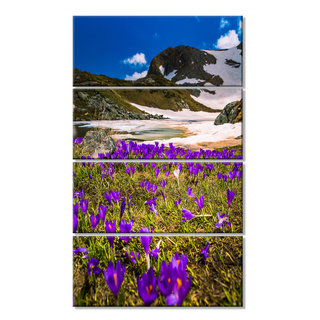 Blooming Crocus Flowers in Rila Mountains" Canvas Print, 28"x48", 4 ...