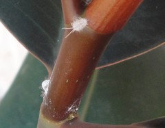 What is this on my Jade plant?