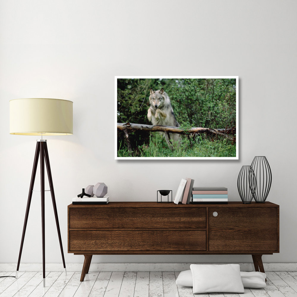 "Timber Wolf leaping over fallen log, North America" Paper Art, 20"x14 ...