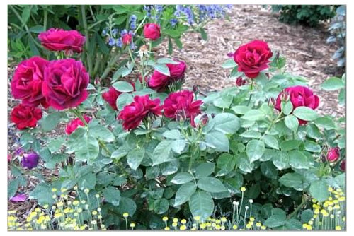 Bush shots of Rose du Roi, Mayflower, Mrs Finch, McCartney