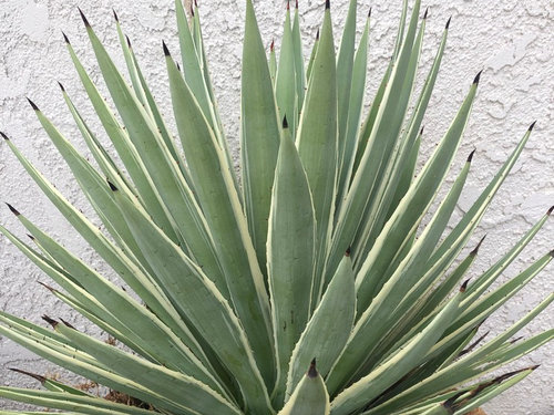Agave ID help please