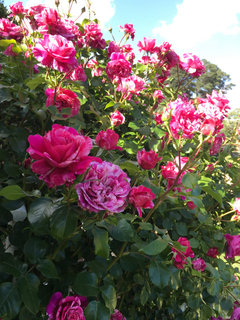 raspberry cream twirl... does anyone have pics to share