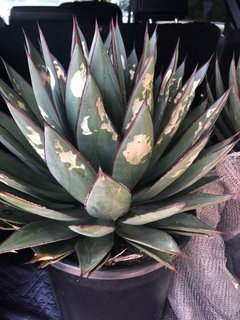 Sunburn on Agave?