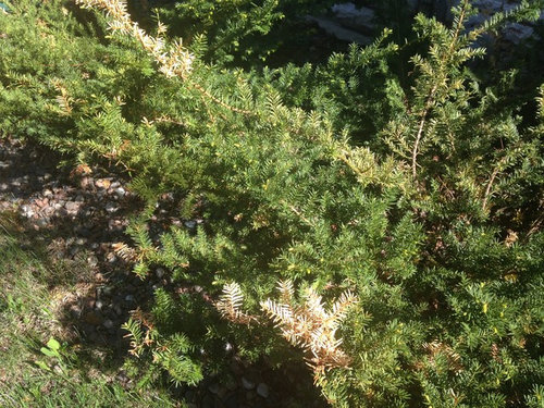 I think my evergreen shrubs are sick/dying