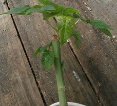 Broken papaya!!! Can it still grow?!?! | Houzz Forum