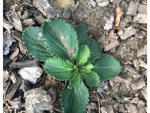 Is this the rosette of some biennial?