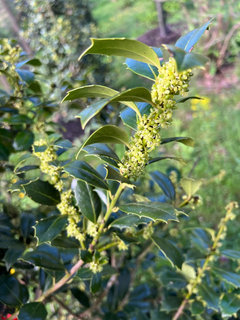 Robin Red Holly not producing berries | Houzz Forum