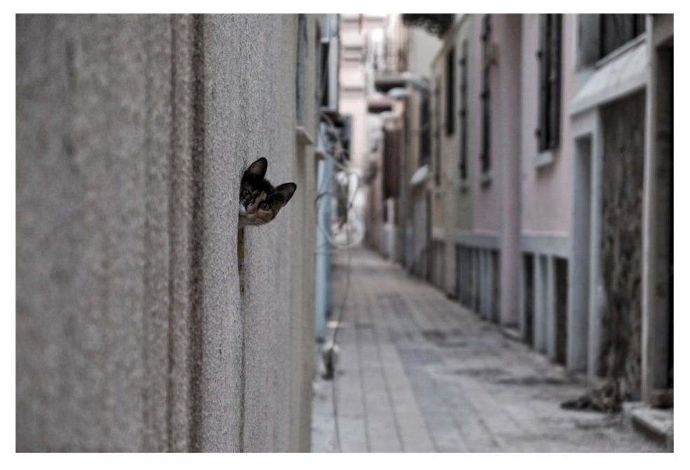 "Dantel Street Cat" Digital Paper Print by Ali Ayer, 20"x14", 32"x22 ...