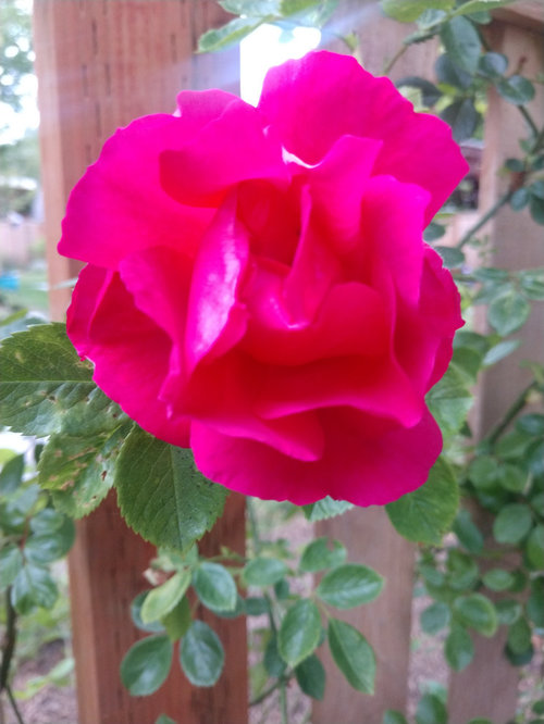 Rose Identification?