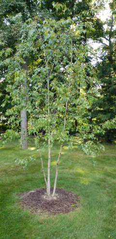Location to plant whitespire birch
