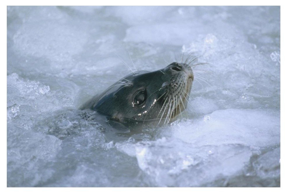 Ringed Seal Surfacing In Brash Ice, Svalbard, Norwegian Arctic-Paper ...
