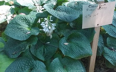 Trip to Fox Hosta Farm | Houzz Forum