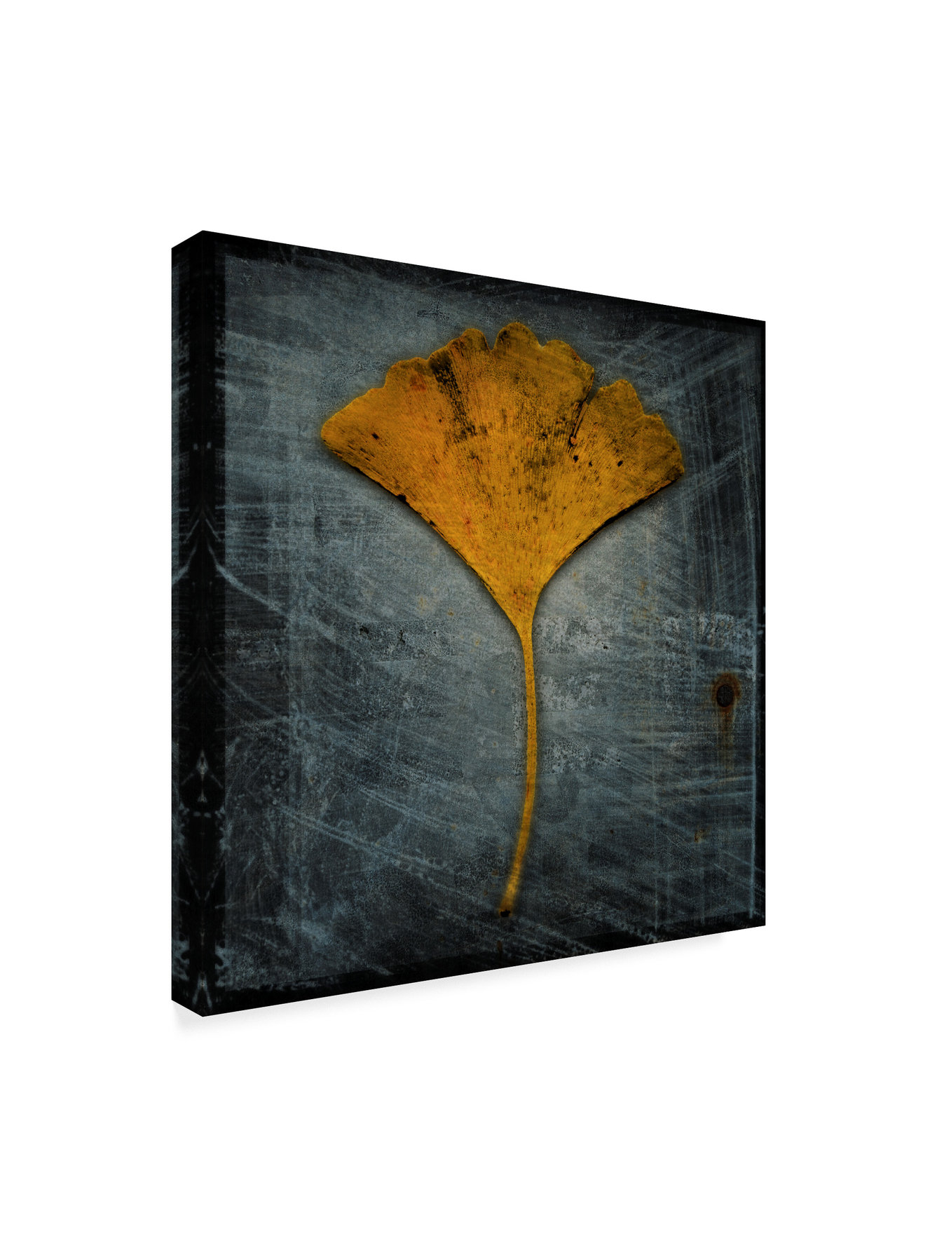 John W. Golden 'Gingko Blue' Canvas Art, 24"x24" - Contemporary ...