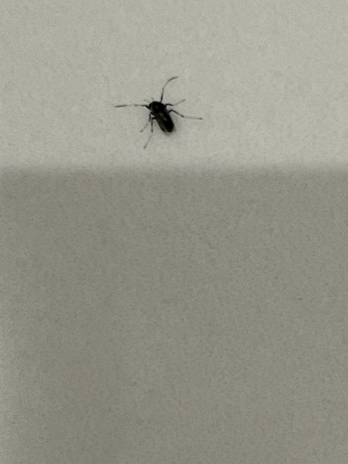 What kind of insect is this? It’s in my bathroom.