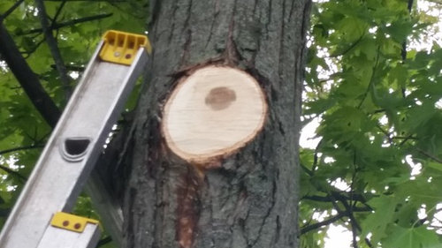 Interior rot on Maple Trees
