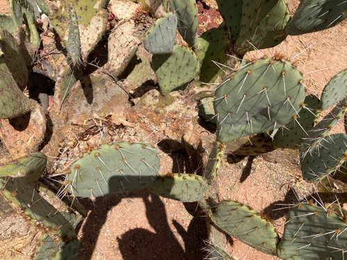 Prickly Pear Cacti Disease