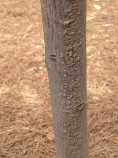 Serviceberry- Is this a disease?