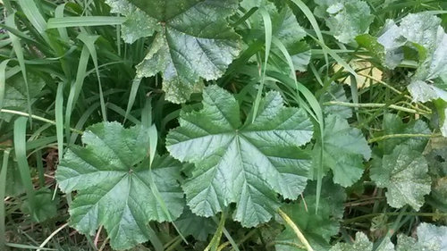California garden weeds