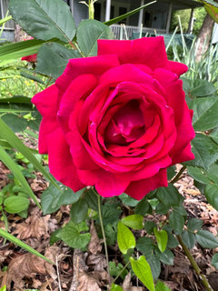 True Bloom True Spirit.....I don't know? I've got my doubts?