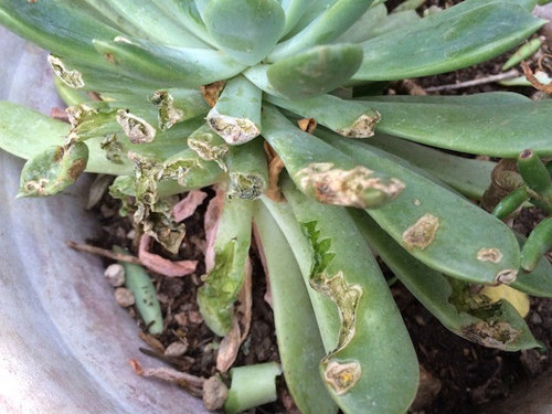 What is wrong with my Succulents?
