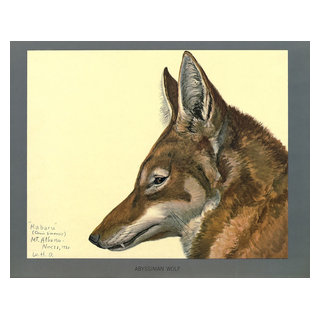 Abyssinian Wolf Print, 20" x 30" - Contemporary - Prints And Posters ...