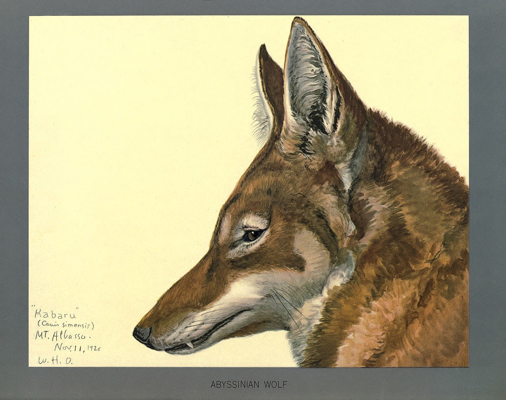 Abyssinian Wolf Print, 20" x 30" - Contemporary - Prints And Posters ...