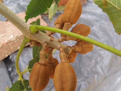 Dwarf Red Buckeye Tree Nuts or Seeds