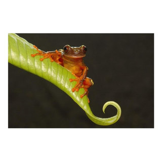 "Shreve's Sarayacu Treefrog, Amazon rainforest, Ecuador" Paper Art, 20 ...